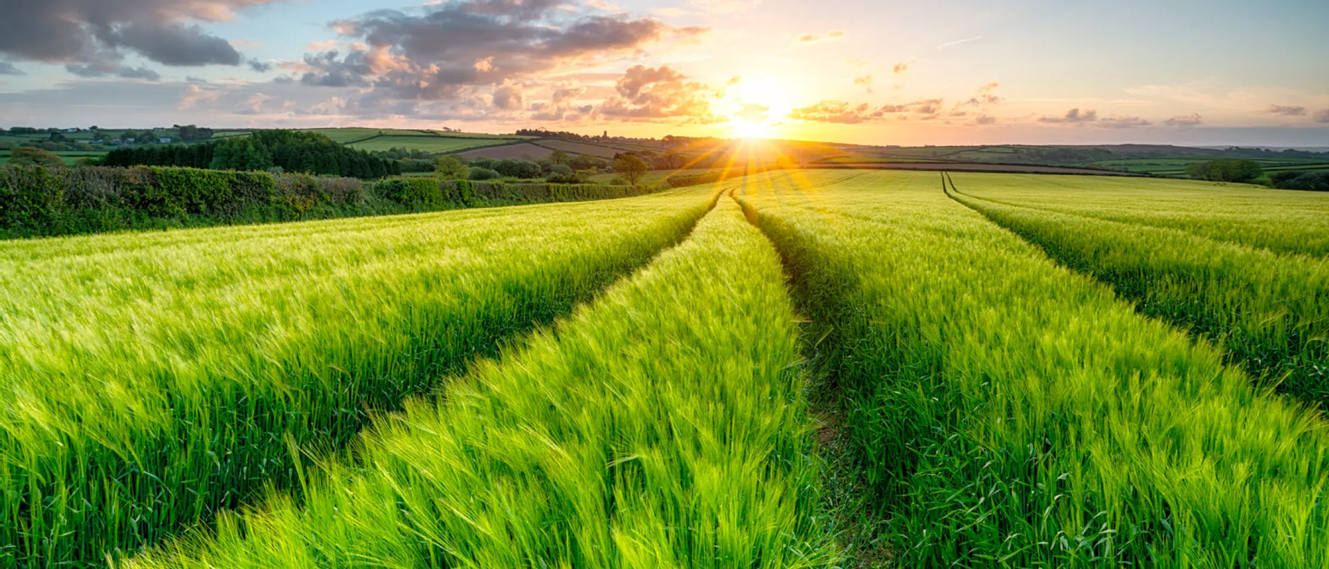 How to stay one step ahead through efficient tax planning - Radiant ...